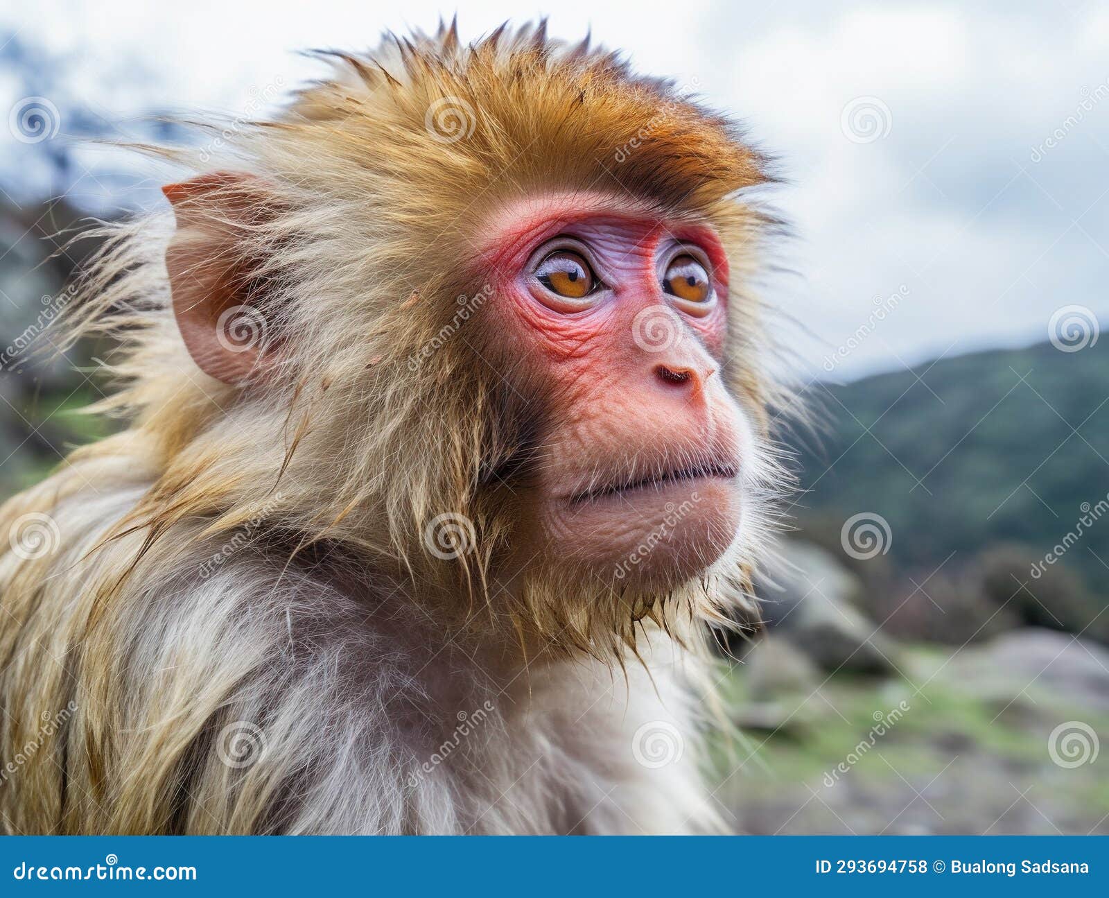 Tibetan monkey stock illustration. Illustration of open - 293694758