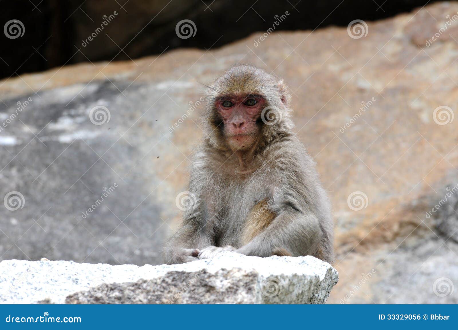 Tibetan monkey single stock photo. Image of stare, fauna - 33329056