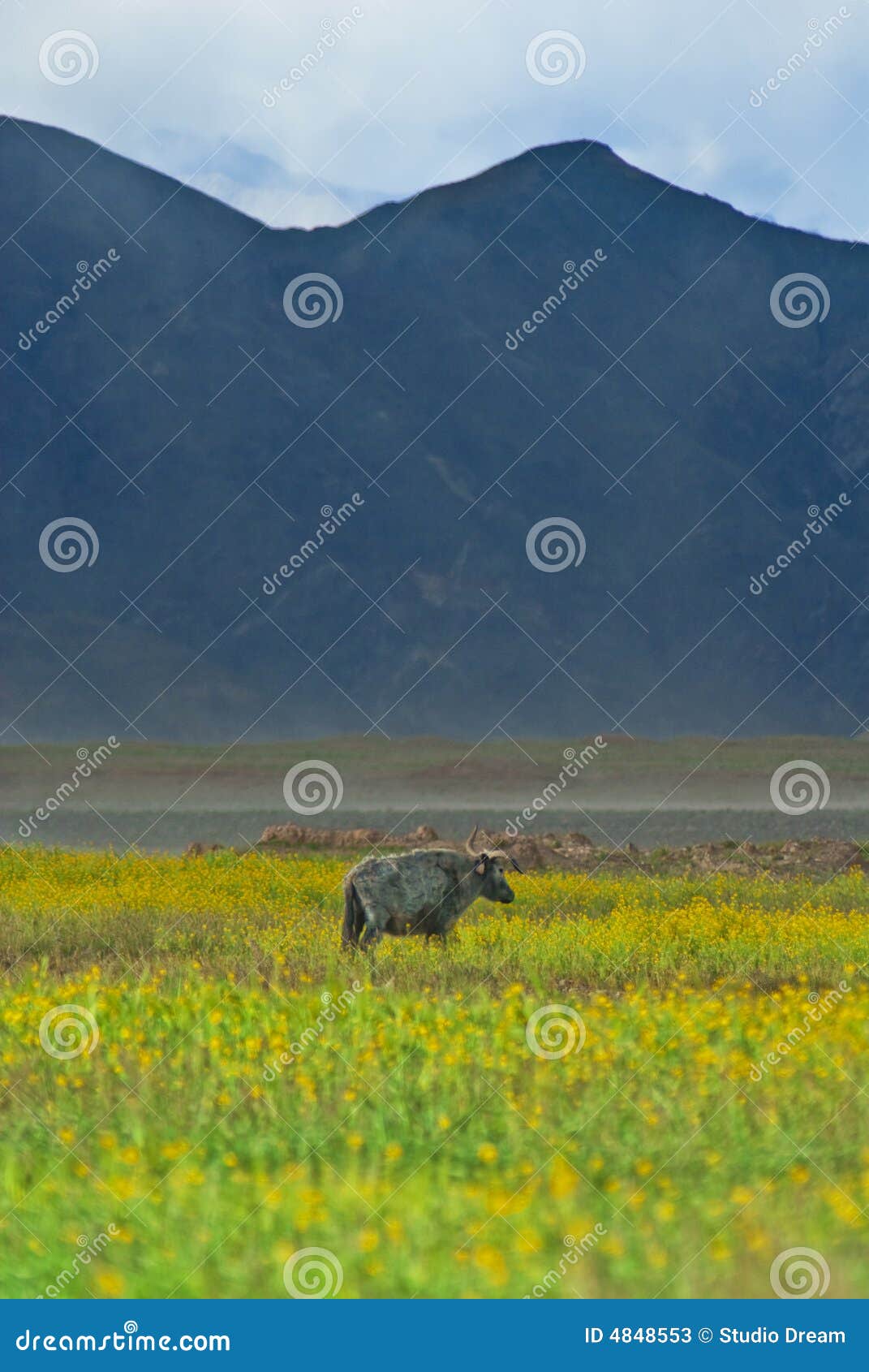 Tibetan Mountains Landscape Stock Image - Image of field, cattle: 4848553