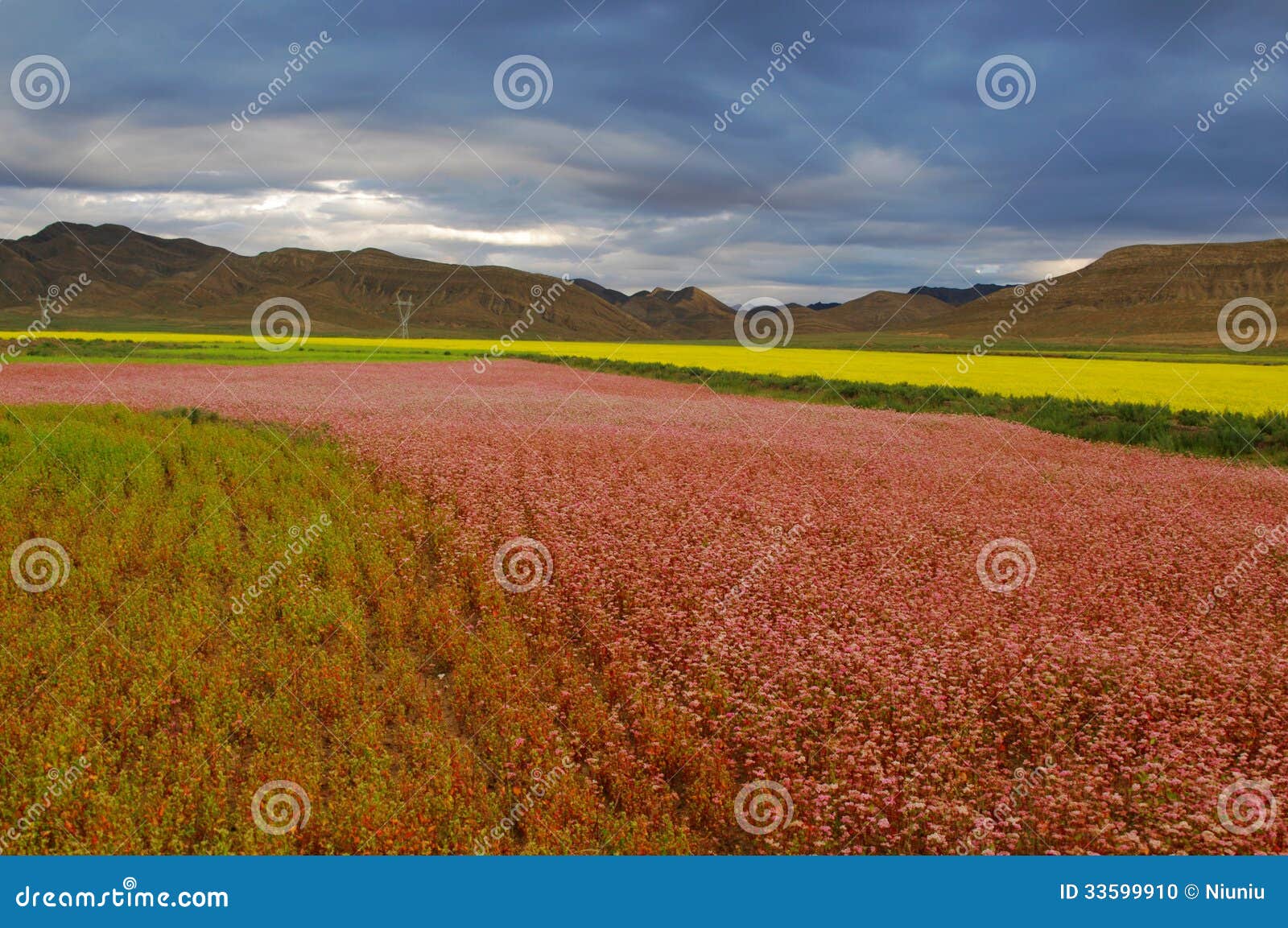 The Tibetan Plateau To the Crops Stock Photo - Image of plateau, crops ...