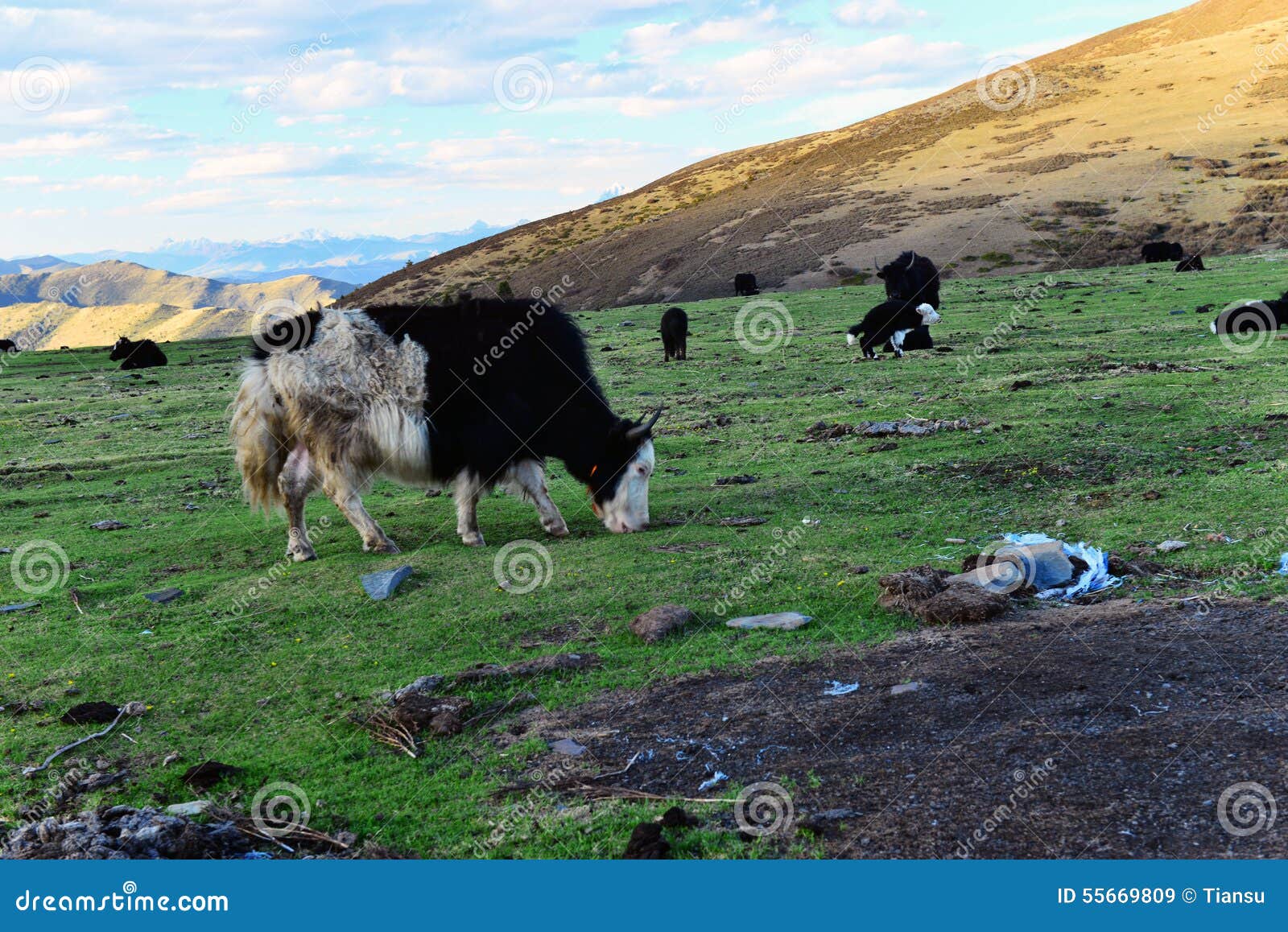 Tibetan Ranch editorial stock image. Image of ranch, farm - 55669809