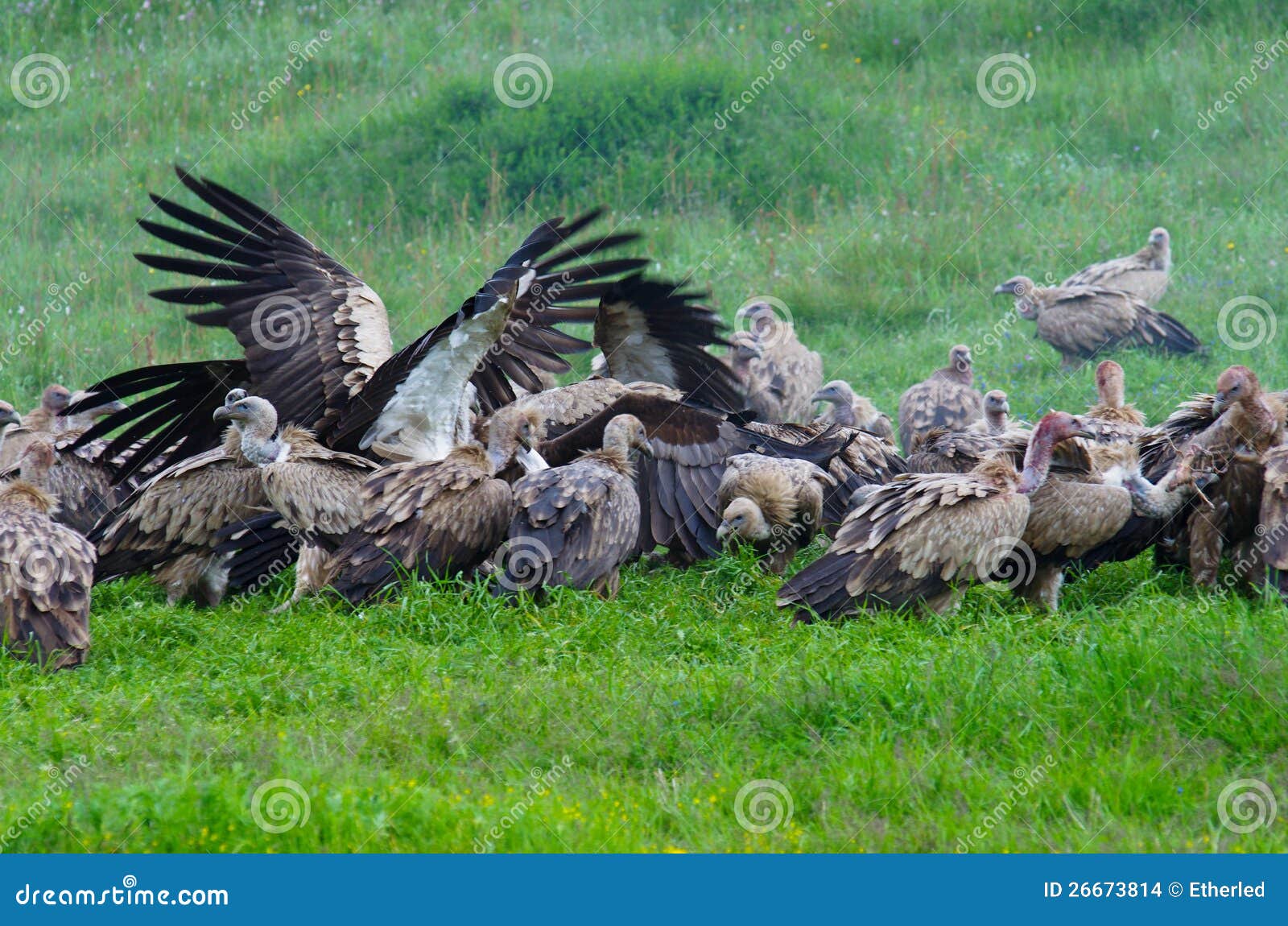 Tibetan sky burial editorial stock image. Image of birds - 26673814