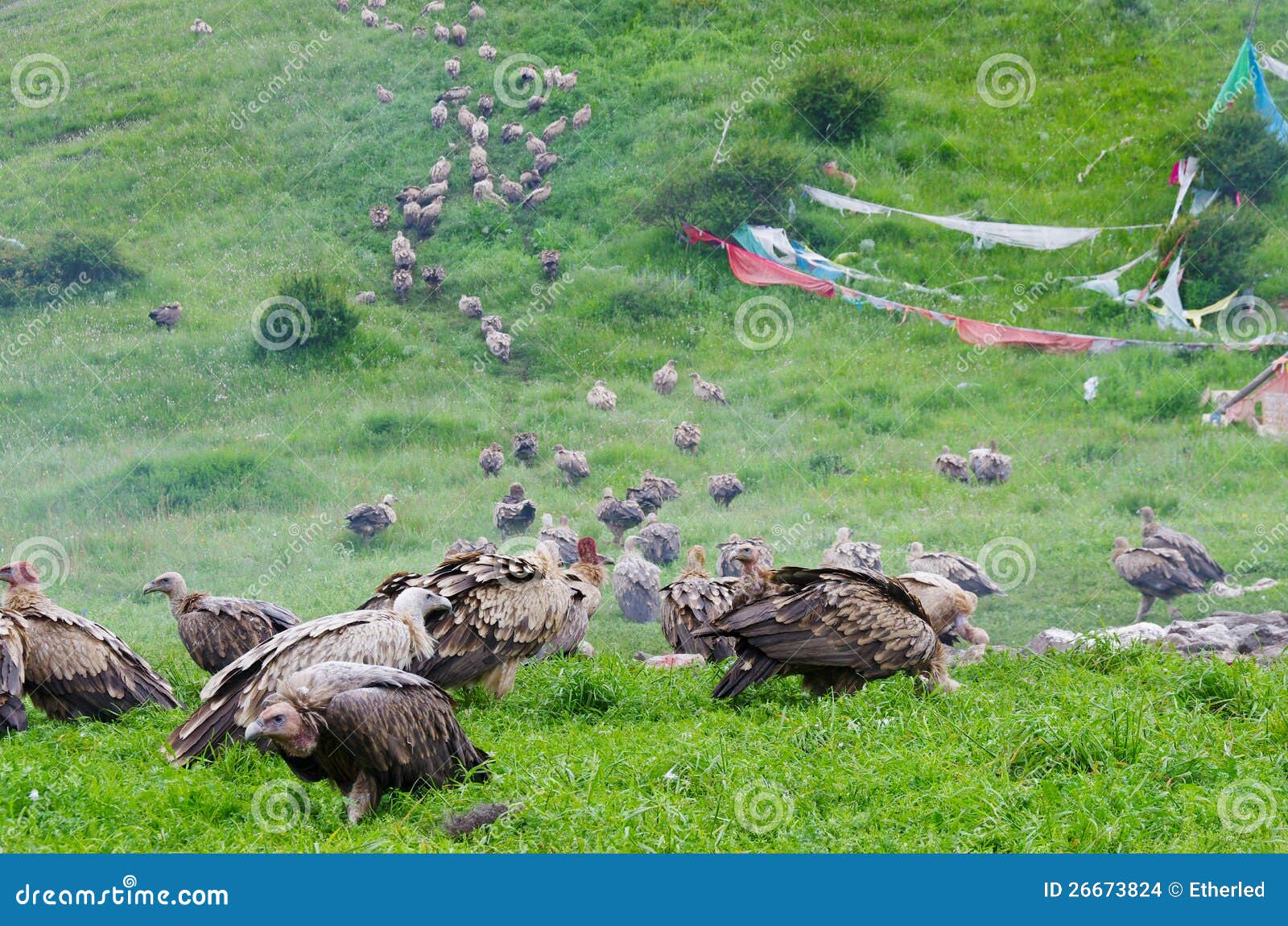 Tibetan sky burial editorial stock image. Image of asia - 26673824