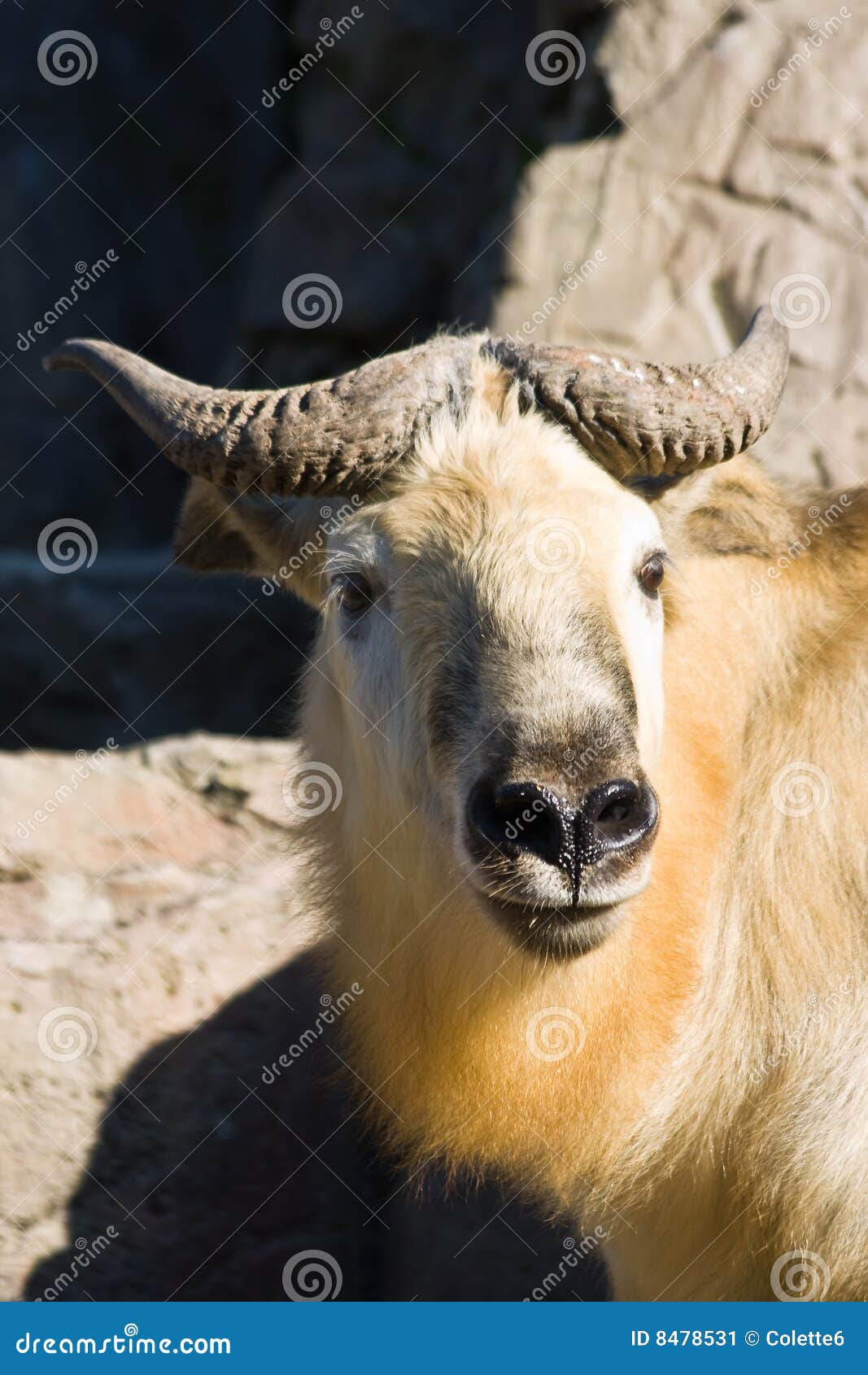 Tibetan Takin or Sichuantakin Stock Image - Image of sichuantakin ...