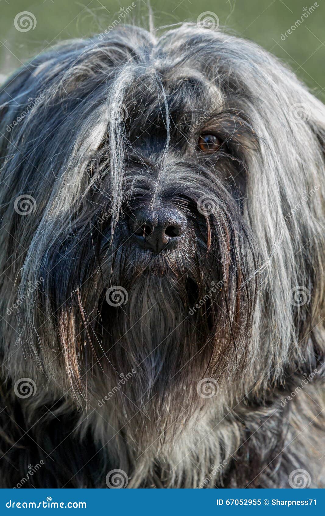 Tibetan Terrier front stock image. Image of portrait - 67052955