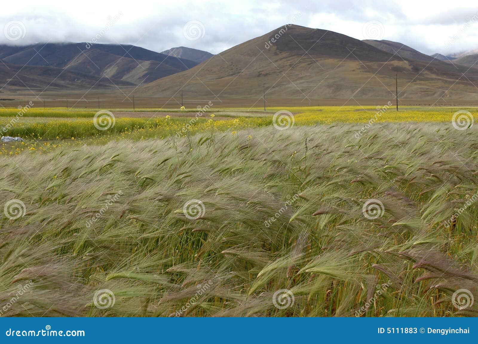 The Tibetan wheat field stock image. Image of field, landscape - 5111883