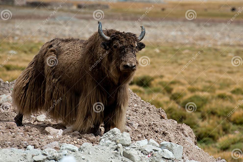 Tibetan Yak stock photo. Image of highlands, mountain - 21795340