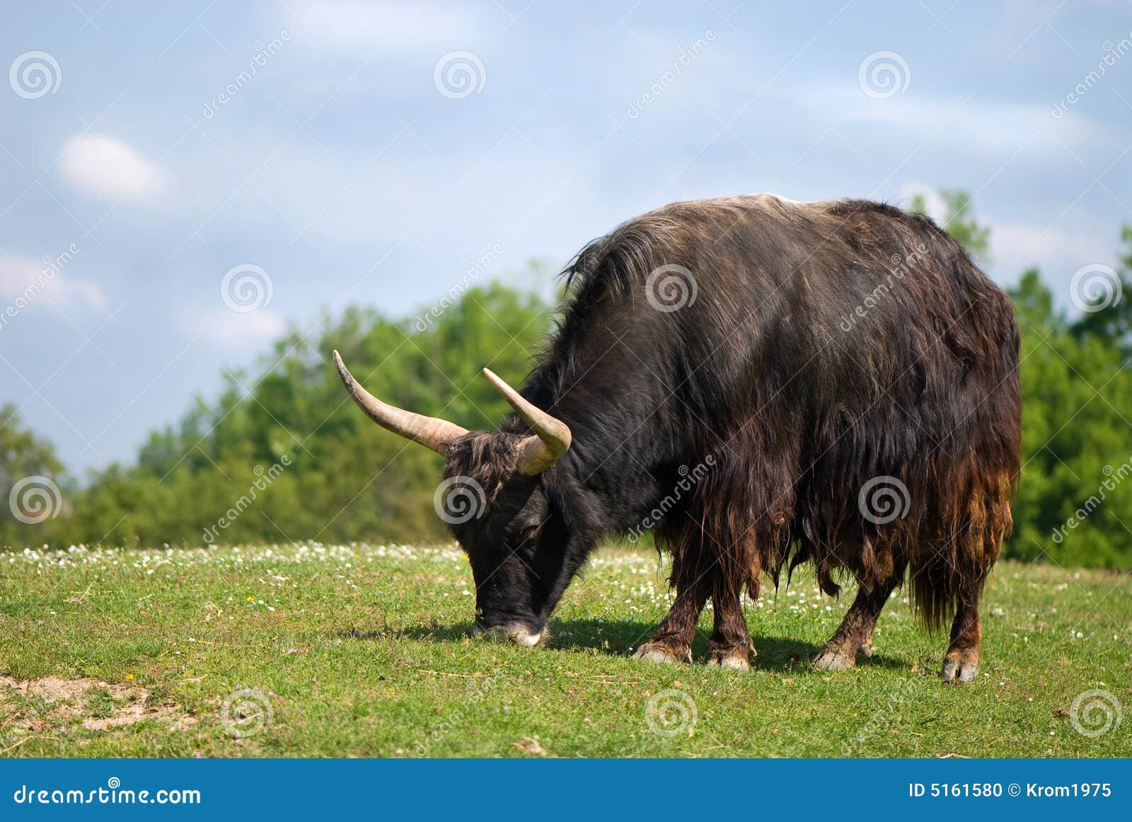 Tibetan yak eating grass stock photo. Image of hill, heavy - 5161580