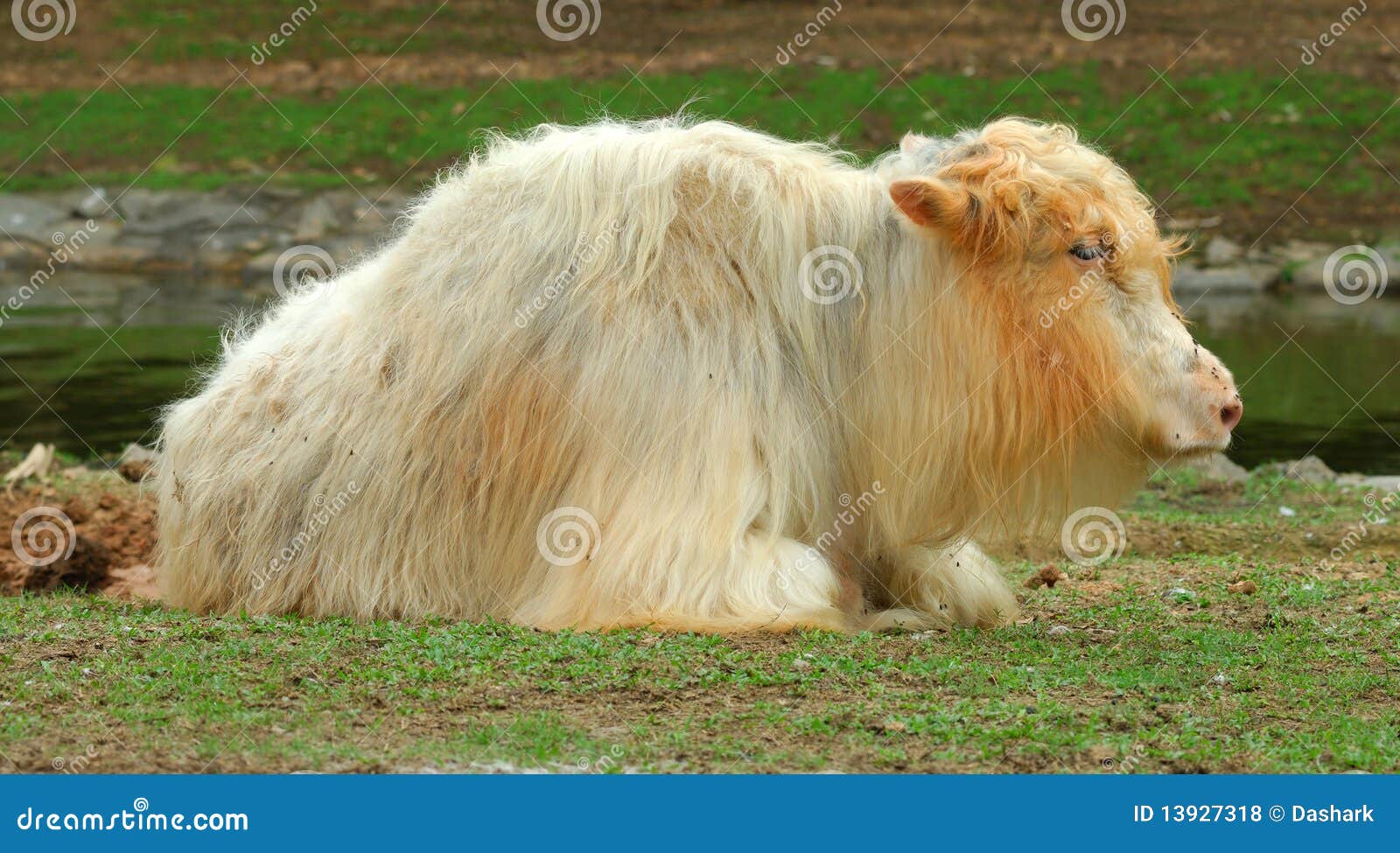 Tibetan Yak portrait stock photo. Image of hair, domestic - 13927318