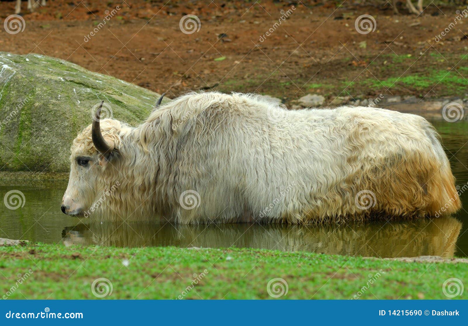 Tibetan Yak portrait stock photo. Image of hair, graze - 14215690