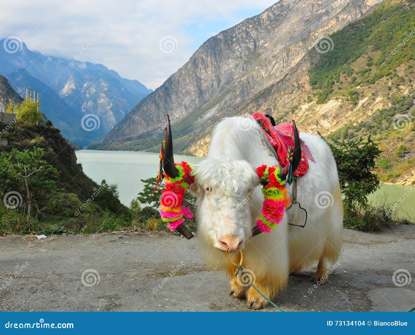 Tibetan yak stock photo. Image of domestic, beef, front - 73134104