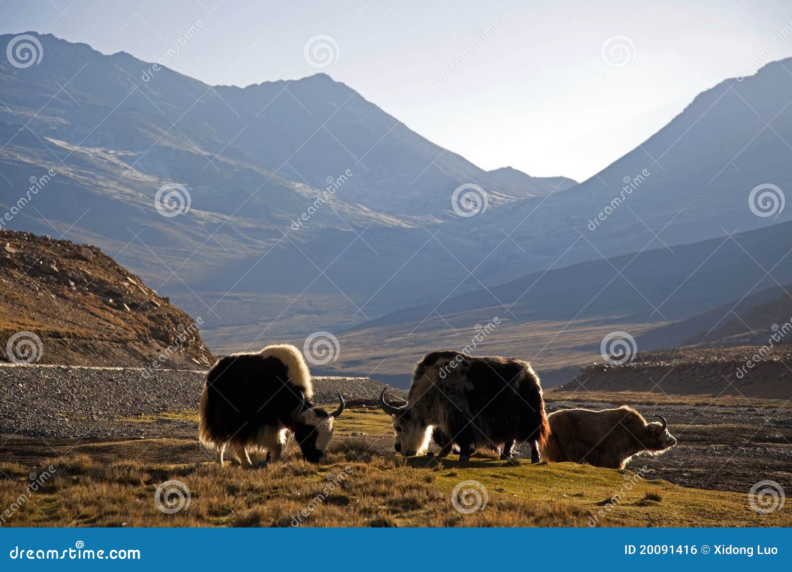 Tibetan Yaks stock photo. Image of animal, barren, tibet - 20091416