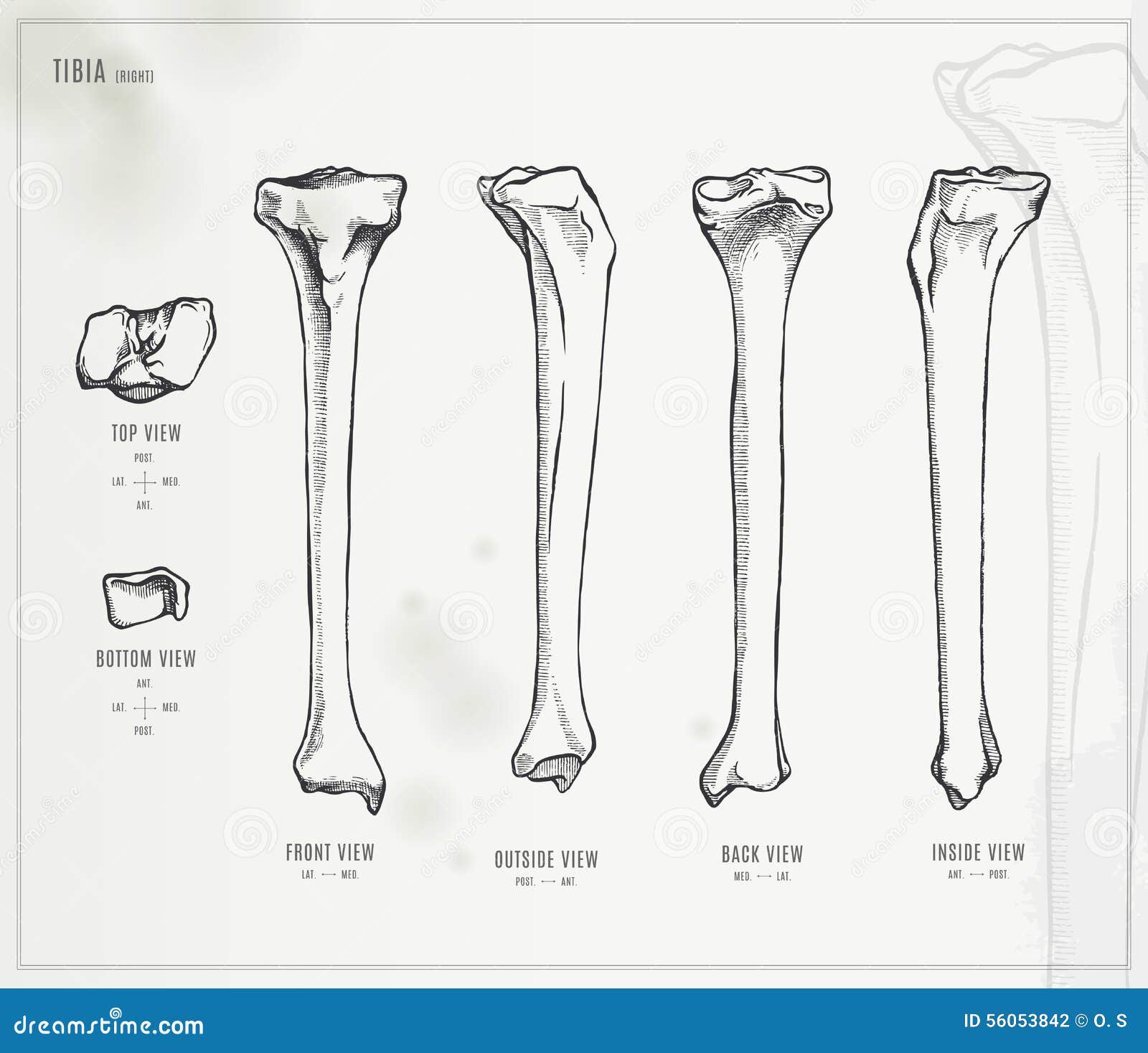 tibia-56053842.jpg (1300×1209) | Anatomía