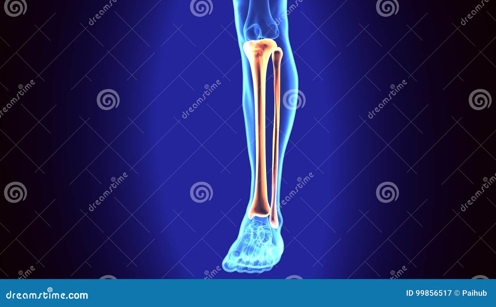 Tibia Or Shinbone X-ray Front Or Anterior View. Osteology Of The Human ...