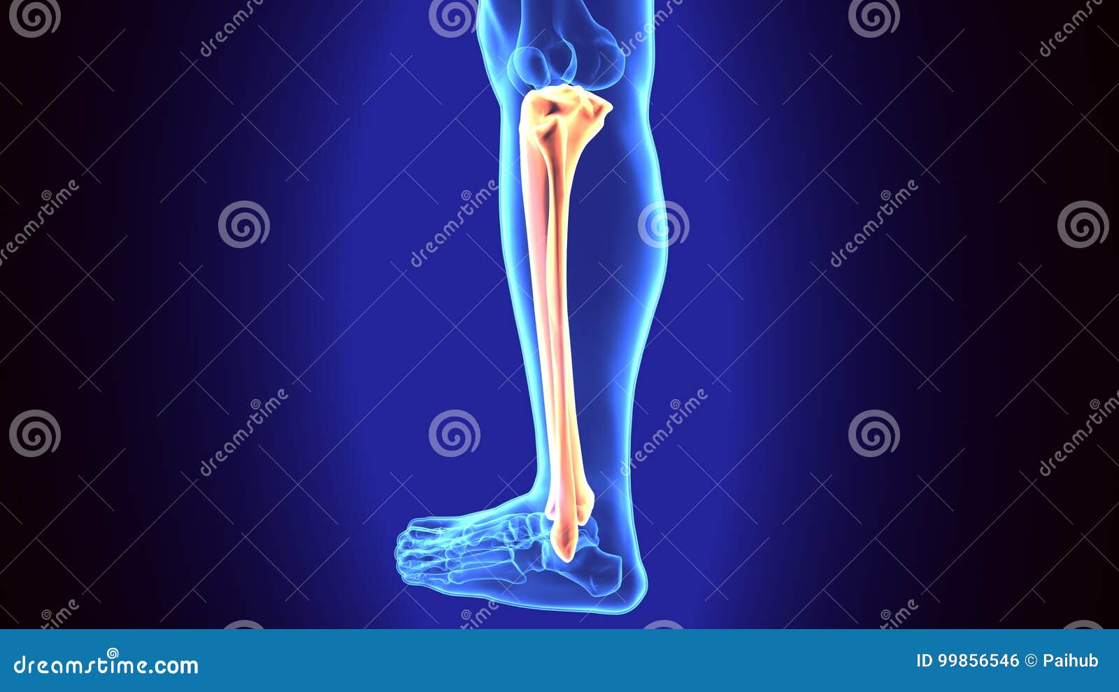 3D Illustration of Human Skeleton Tibia and Fibula Bones Stock ...