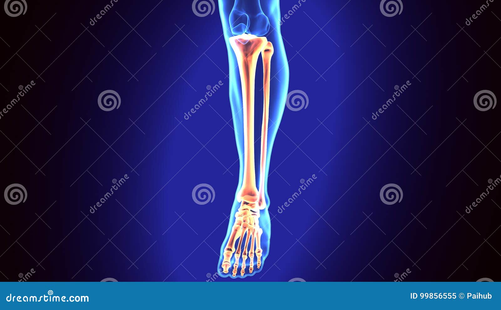 3D Illustration of Human Skeleton Tibia and Fibula Bones Stock ...