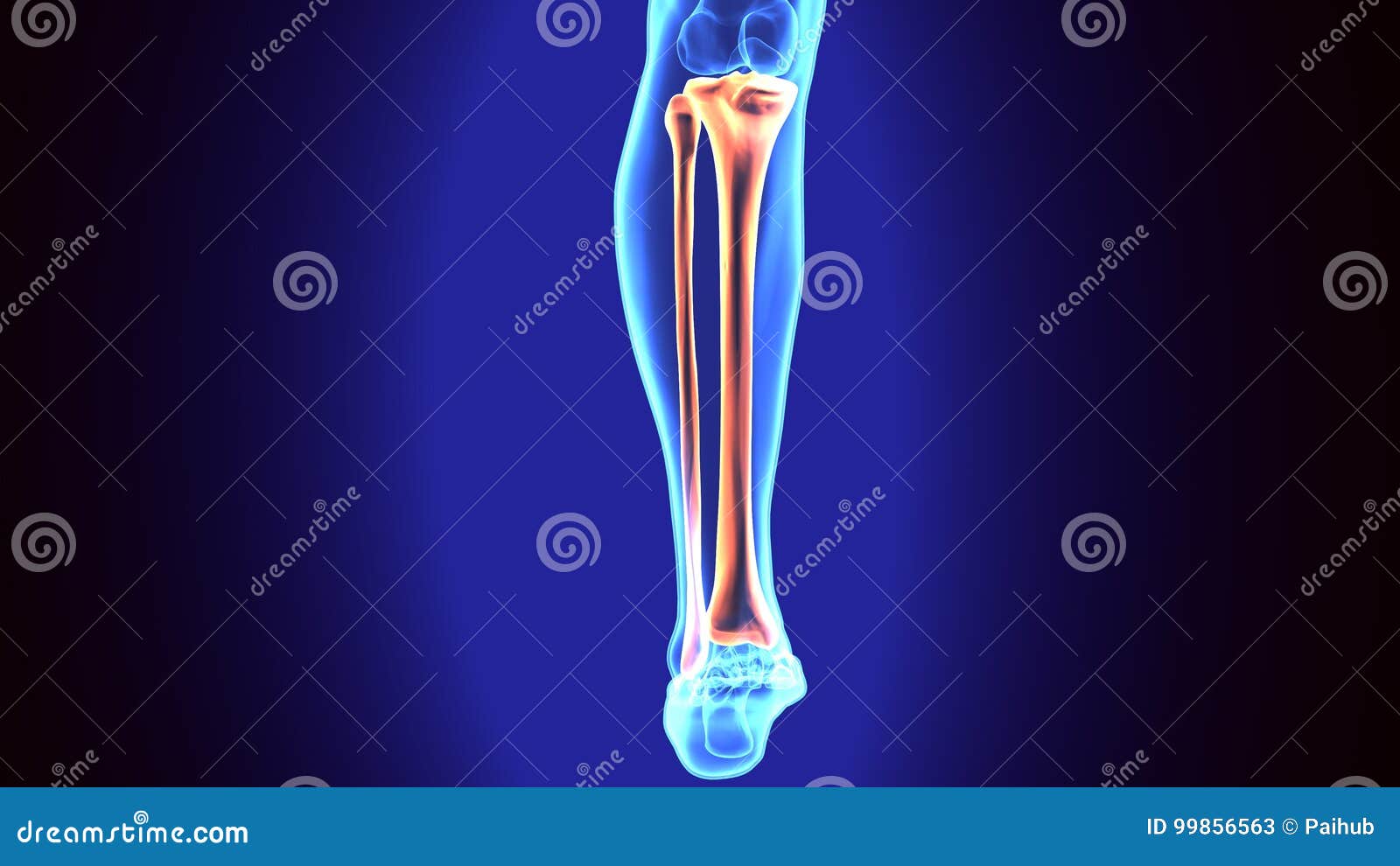 3D Illustration Of Human Skeleton Tibia And Fibula Bones Royalty-Free ...