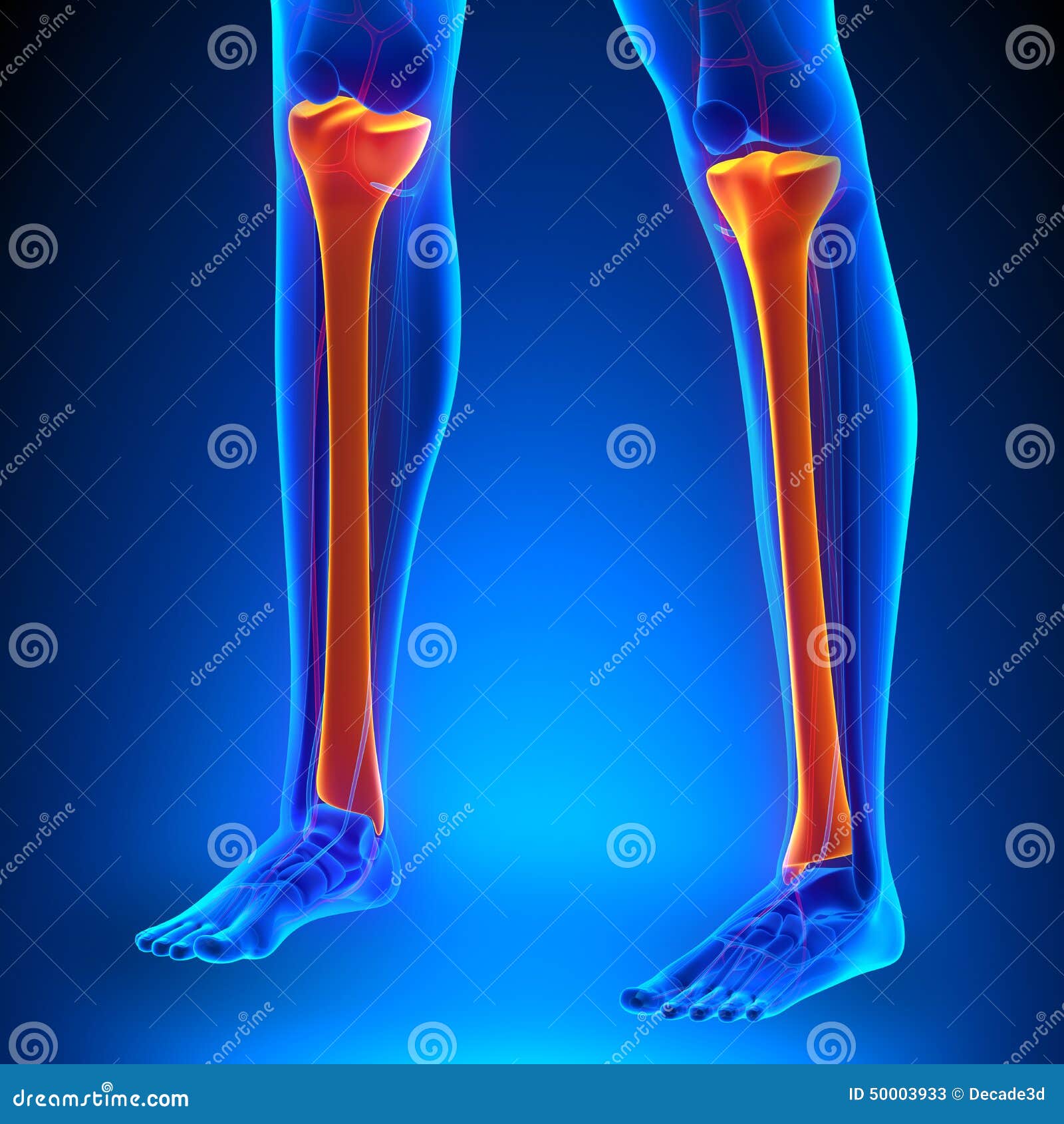Anatomy_bones Of The Human Foot Dorsal And Plantar View Cartoon Vector ...