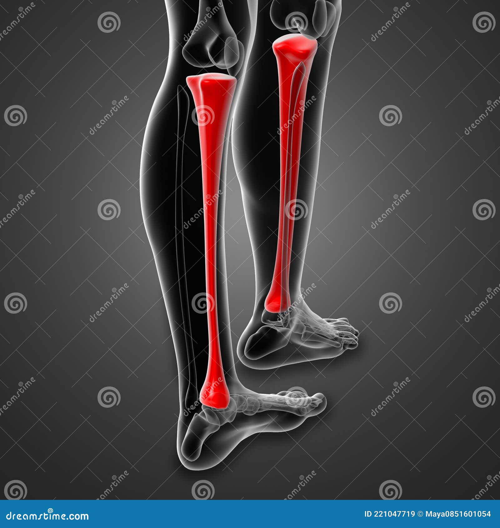 3D Rendering Illustration of Tibia Bone Stock Illustration ...
