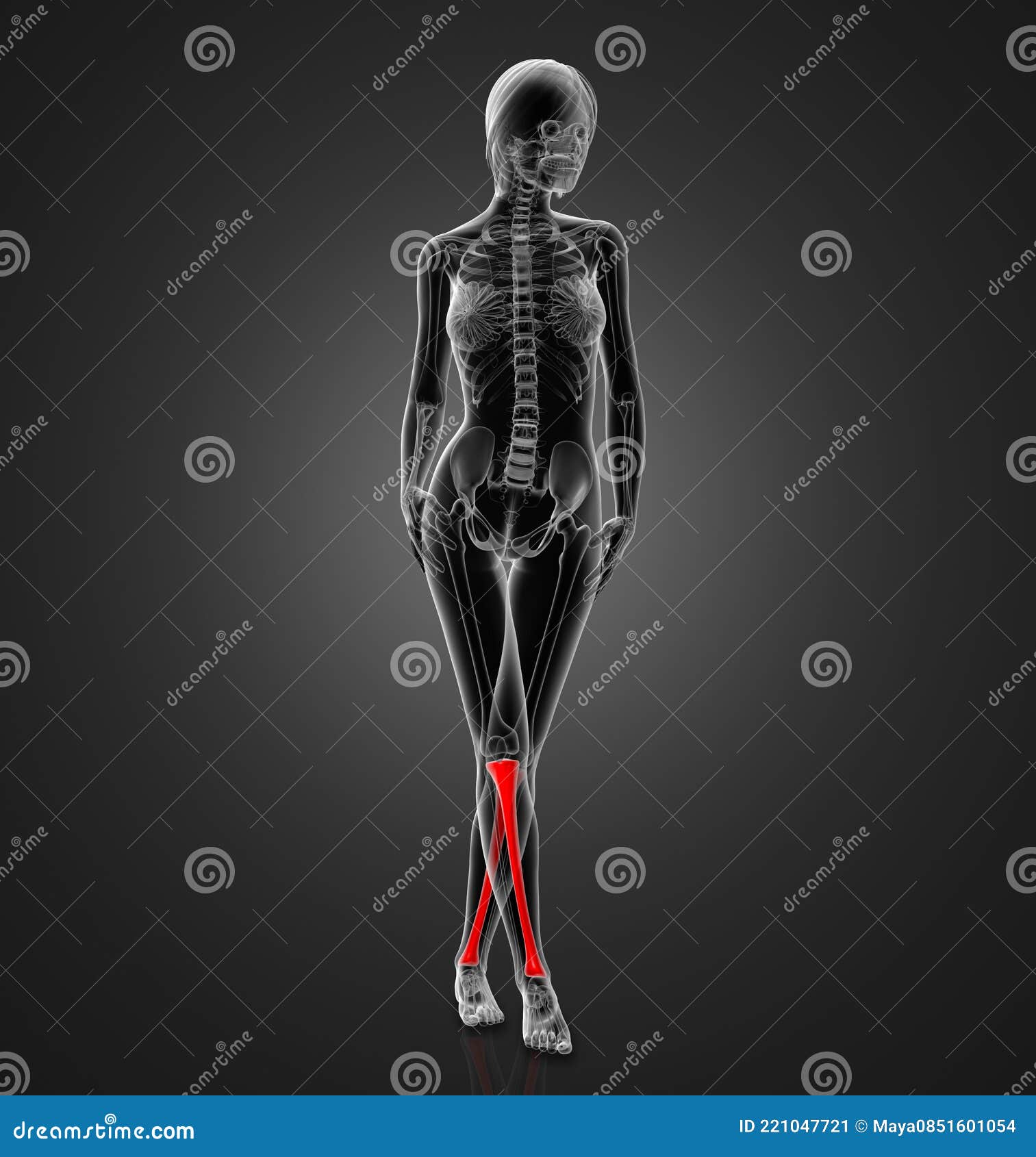 Tibia Bone Royalty-Free Cartoon | CartoonDealer.com #88889378