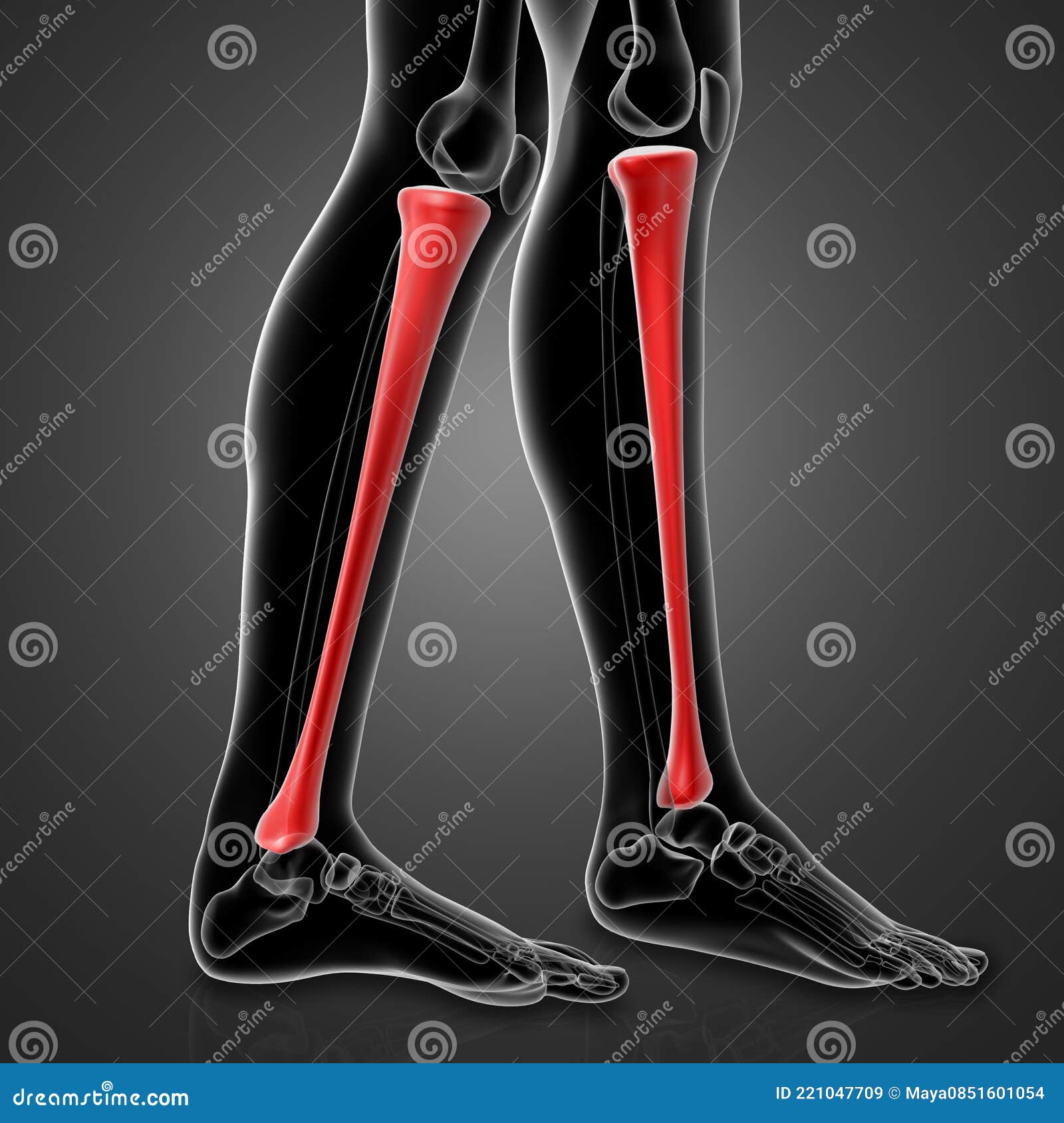 3D Rendering Illustration Of Tibia Bone Royalty-Free Cartoon ...