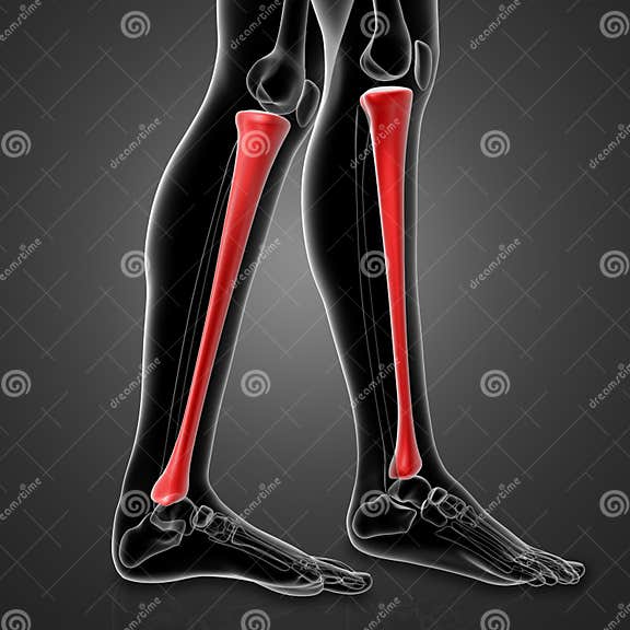 3D Rendering Illustration of Tibia Bone Stock Illustration ...