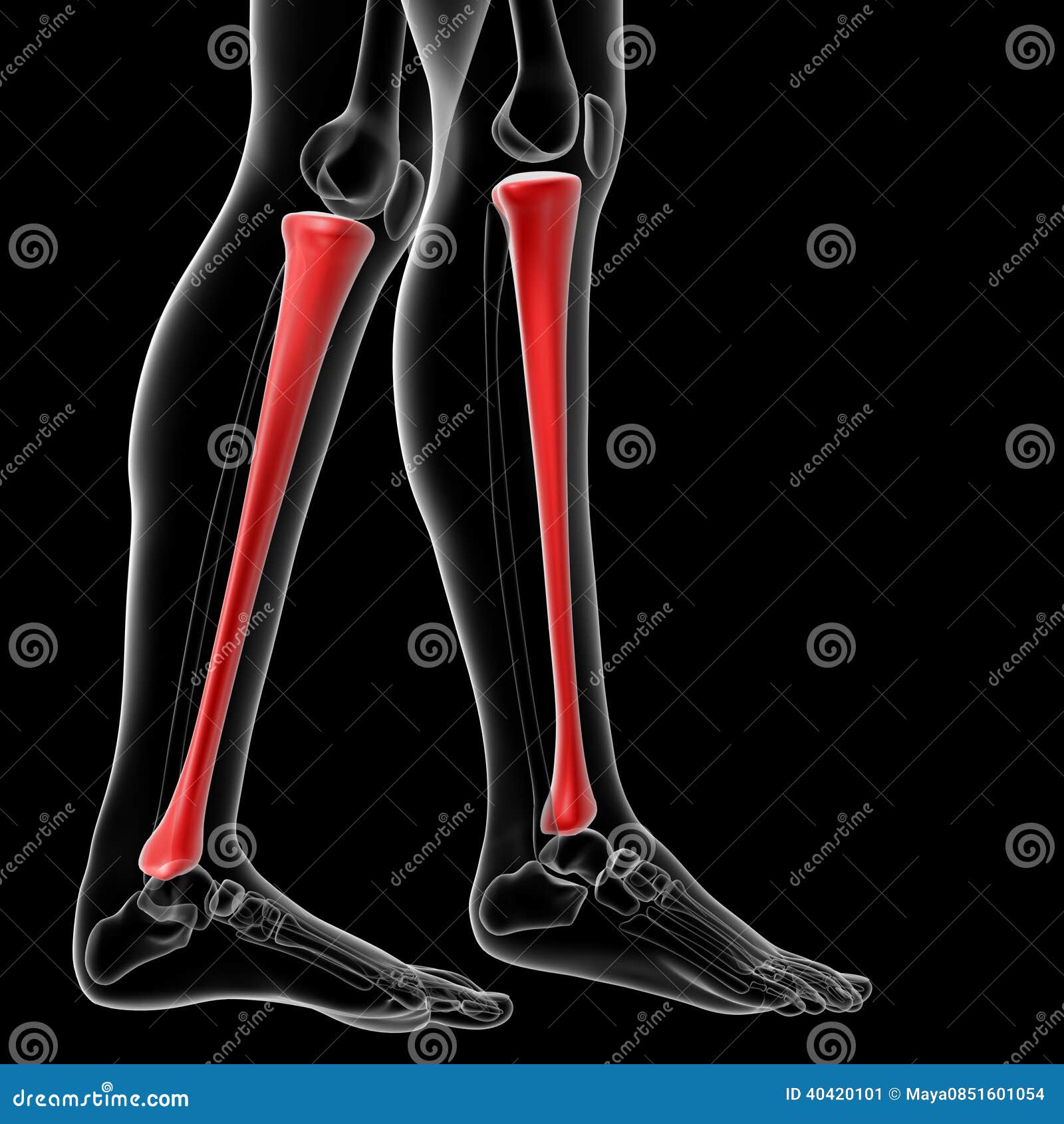 The Tibia Bone Royalty-Free Cartoon | CartoonDealer.com #155220341