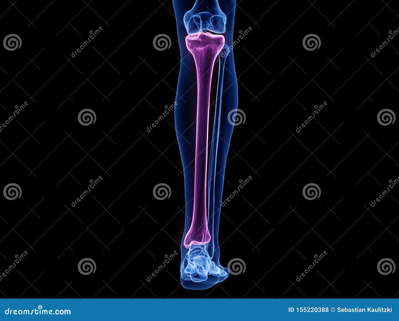 The Tibia Bone Stock Illustration | CartoonDealer.com #155220430