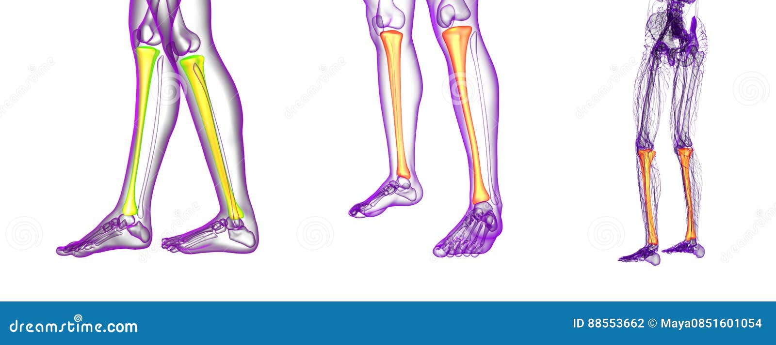 Tibia bone stock illustration. Illustration of shoe, joint - 88553662