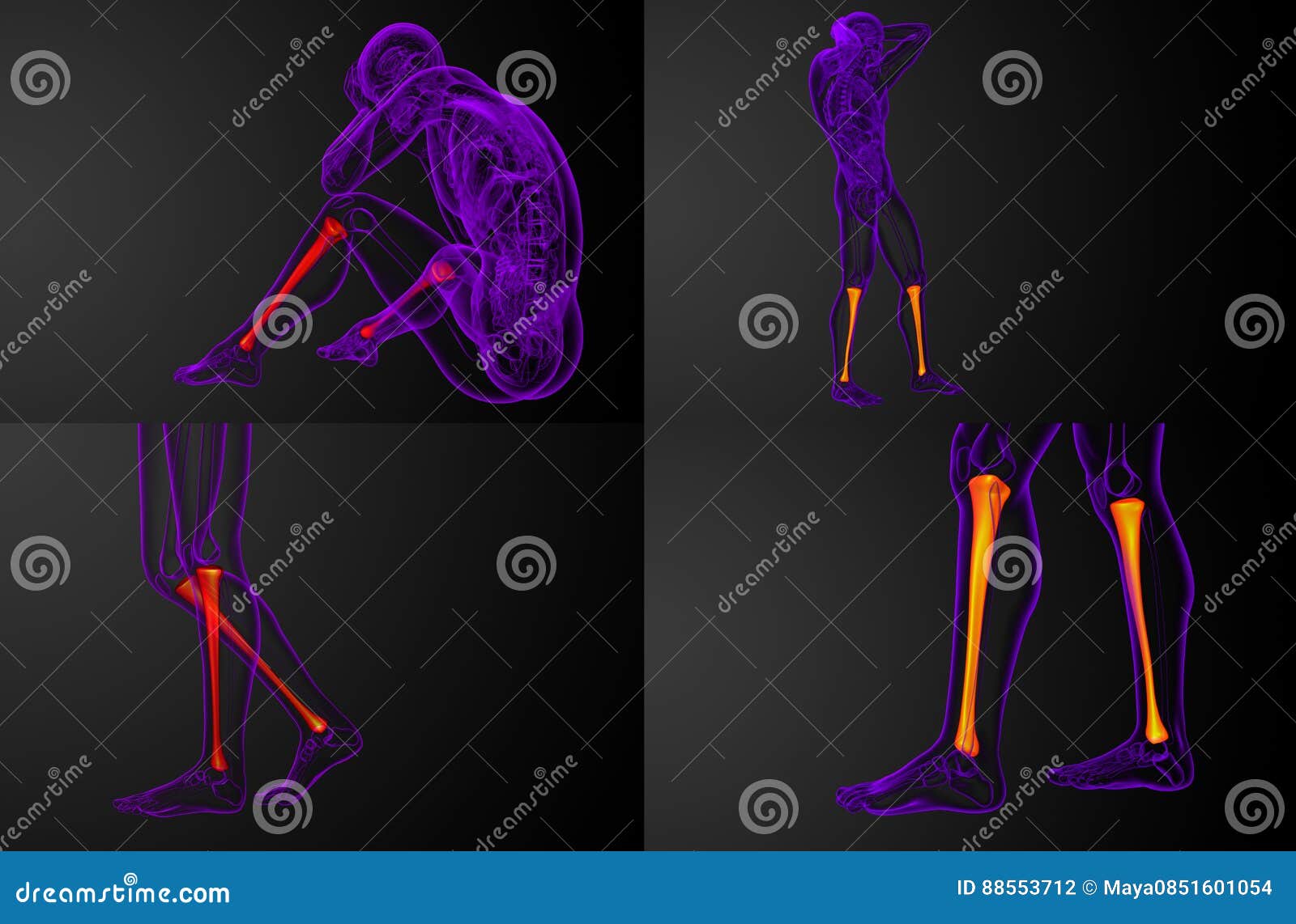 Tibia bone stock illustration. Illustration of bone, magenta - 88553712