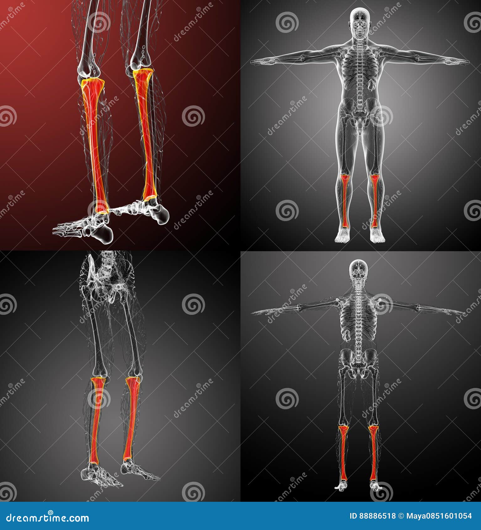 The Tibia Bone Stock Illustration | CartoonDealer.com #155220430