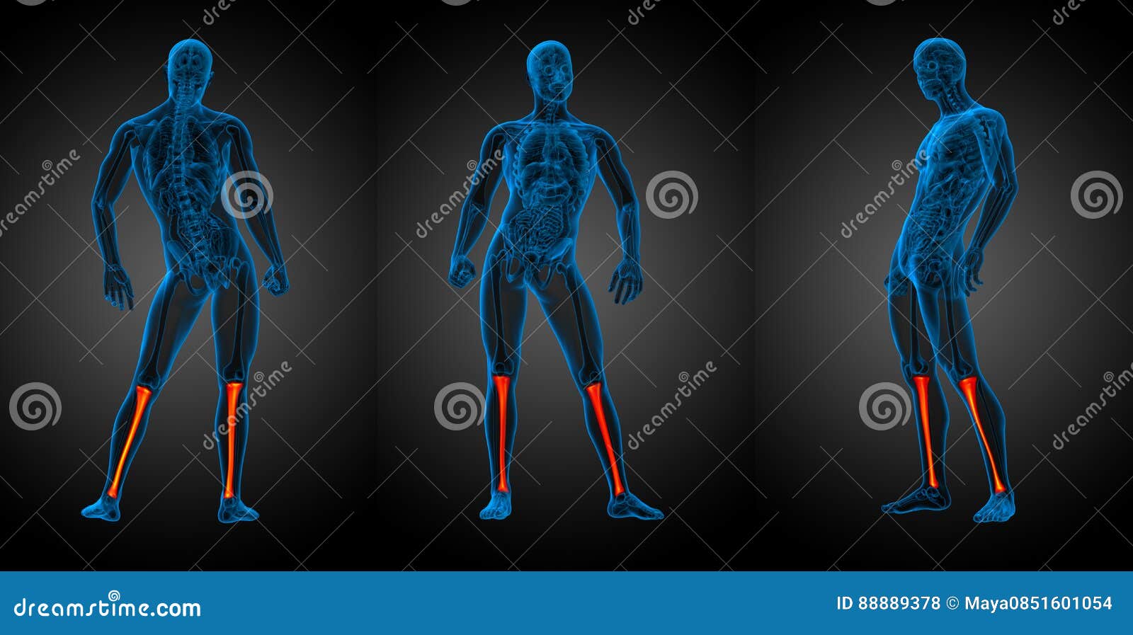 Tibia bone stock illustration. Illustration of foot, health - 88889378