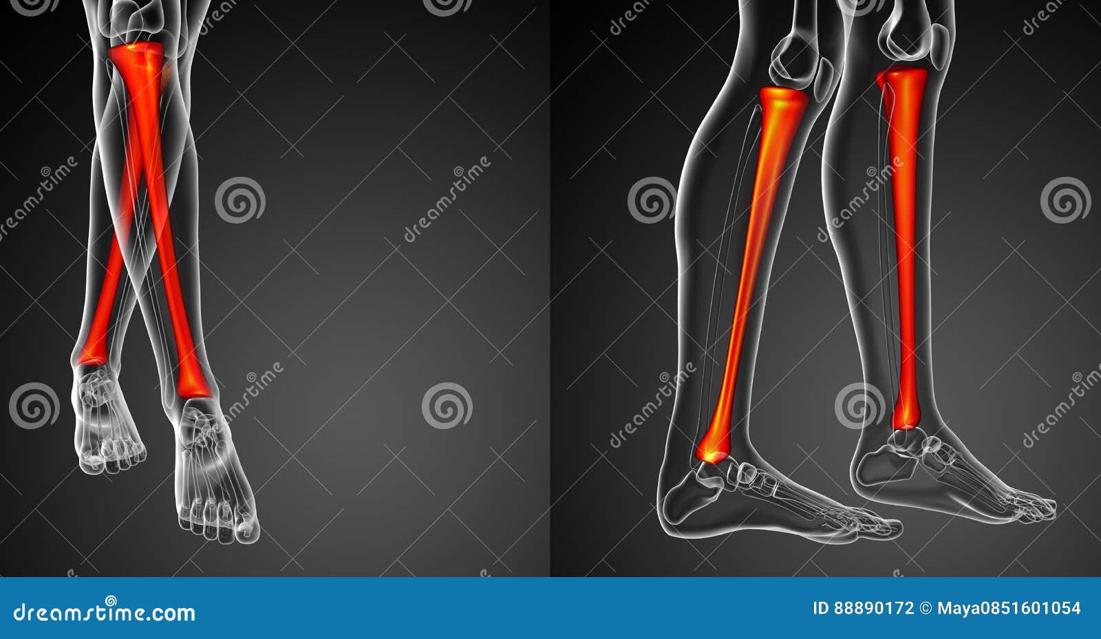 Tibia bone stock illustration. Illustration of human - 88890172
