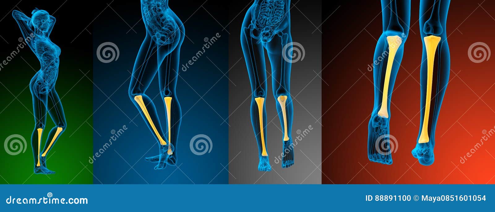 Tibia bone stock illustration. Illustration of vessels - 88891100