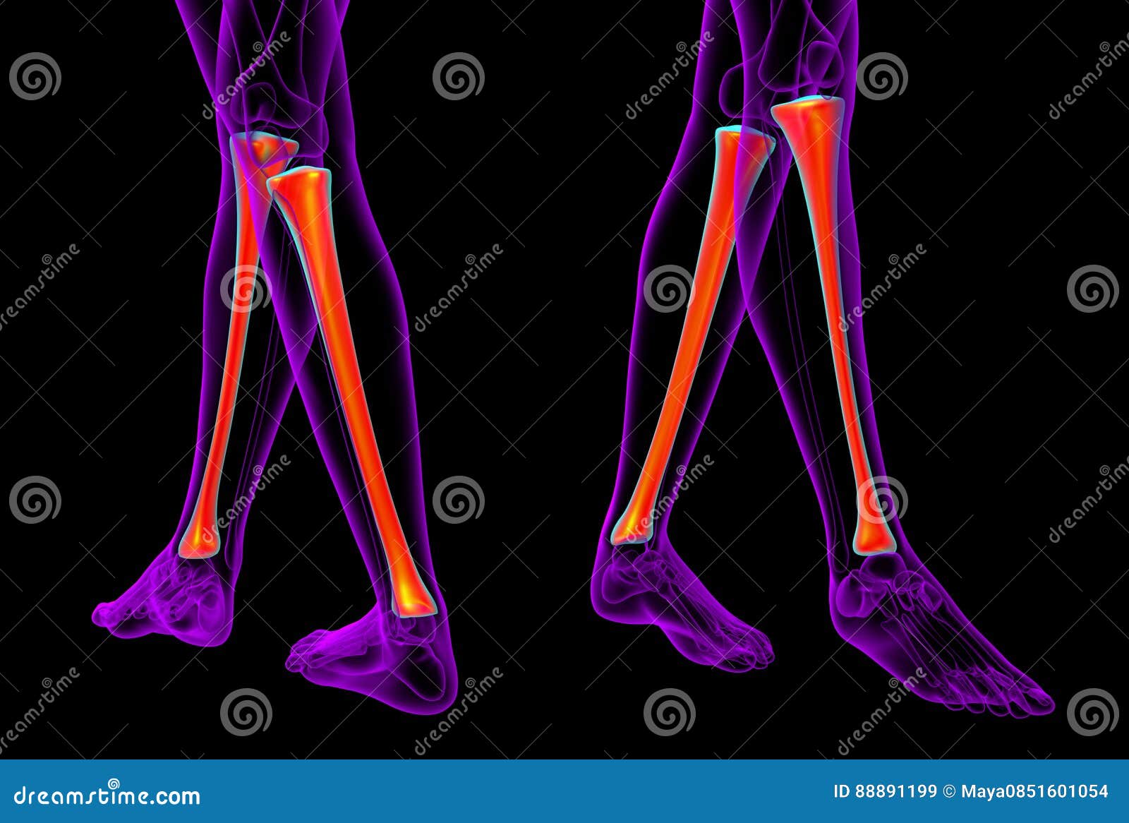 Tibia Cartoons, Illustrations & Vector Stock Images - 5946 Pictures to ...