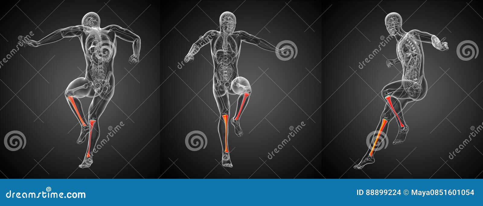 Tibia bone stock illustration. Illustration of skeleton - 88899224