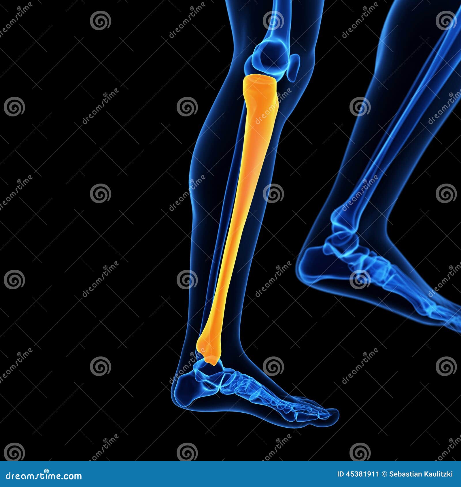 The tibia bone stock illustration. Illustration of computer - 45381911