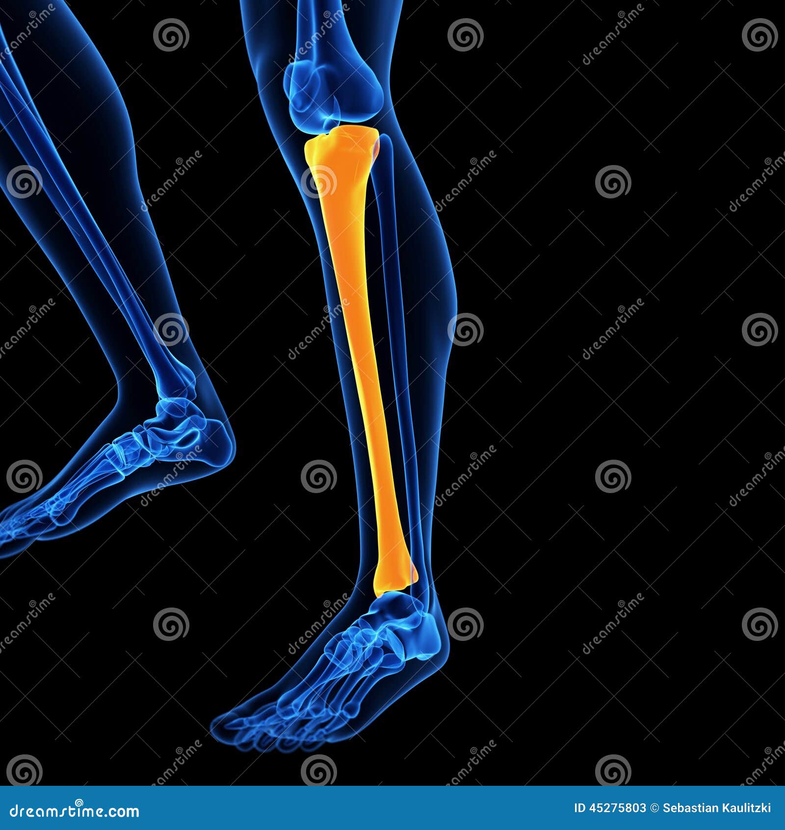 The tibia bone stock illustration. Illustration of medical - 45275803