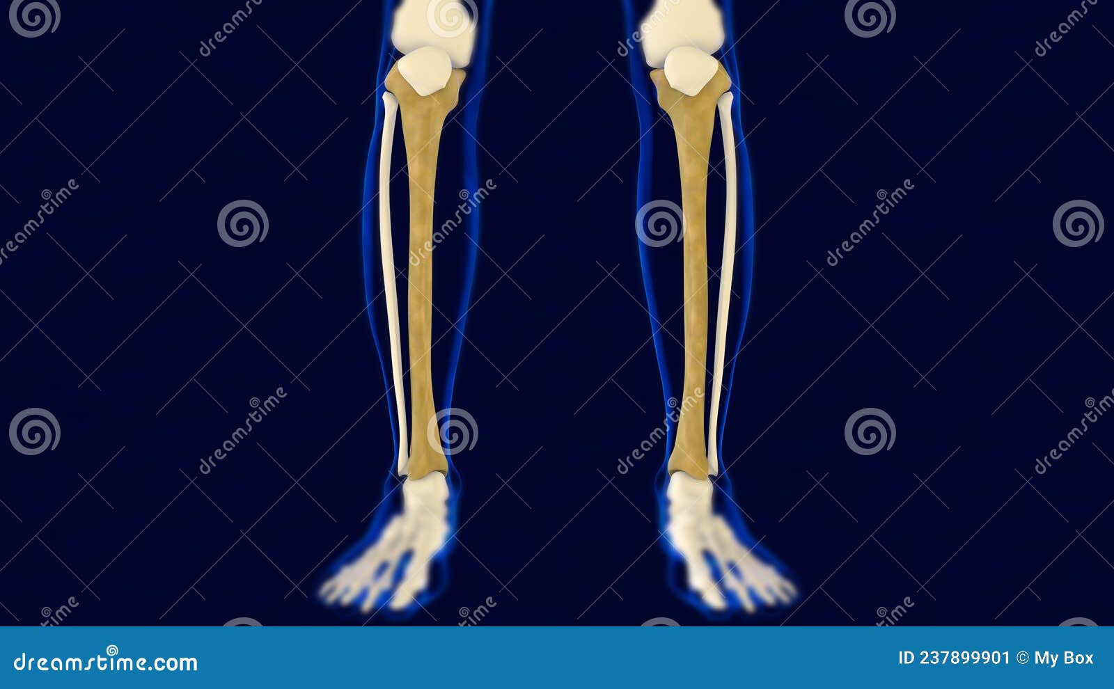 Tibia Bones Human Skeleton Anatomy 3D Rendering Stock Illustration ...
