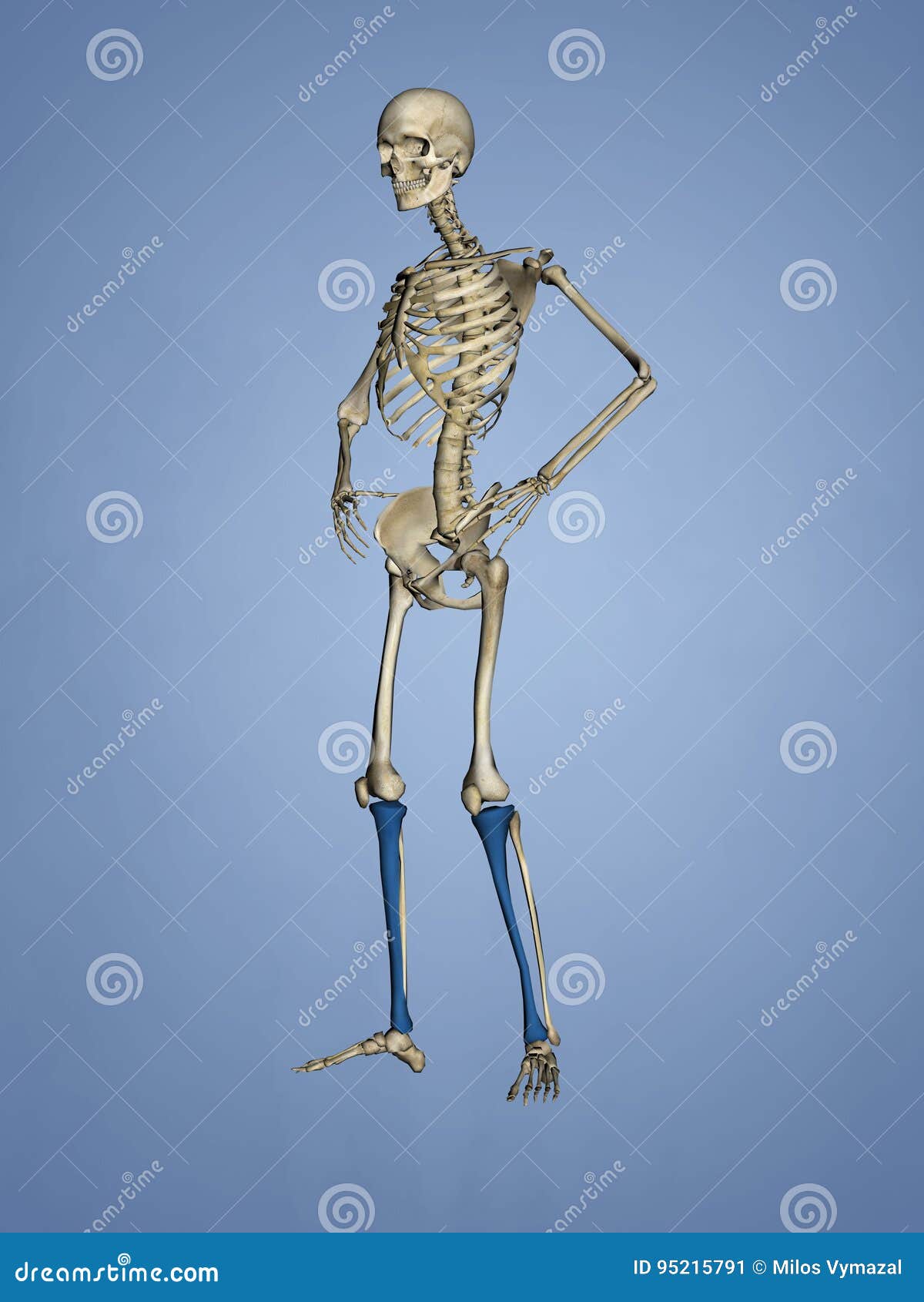 Tibia, 3D Model stock illustration. Illustration of body - 95215791