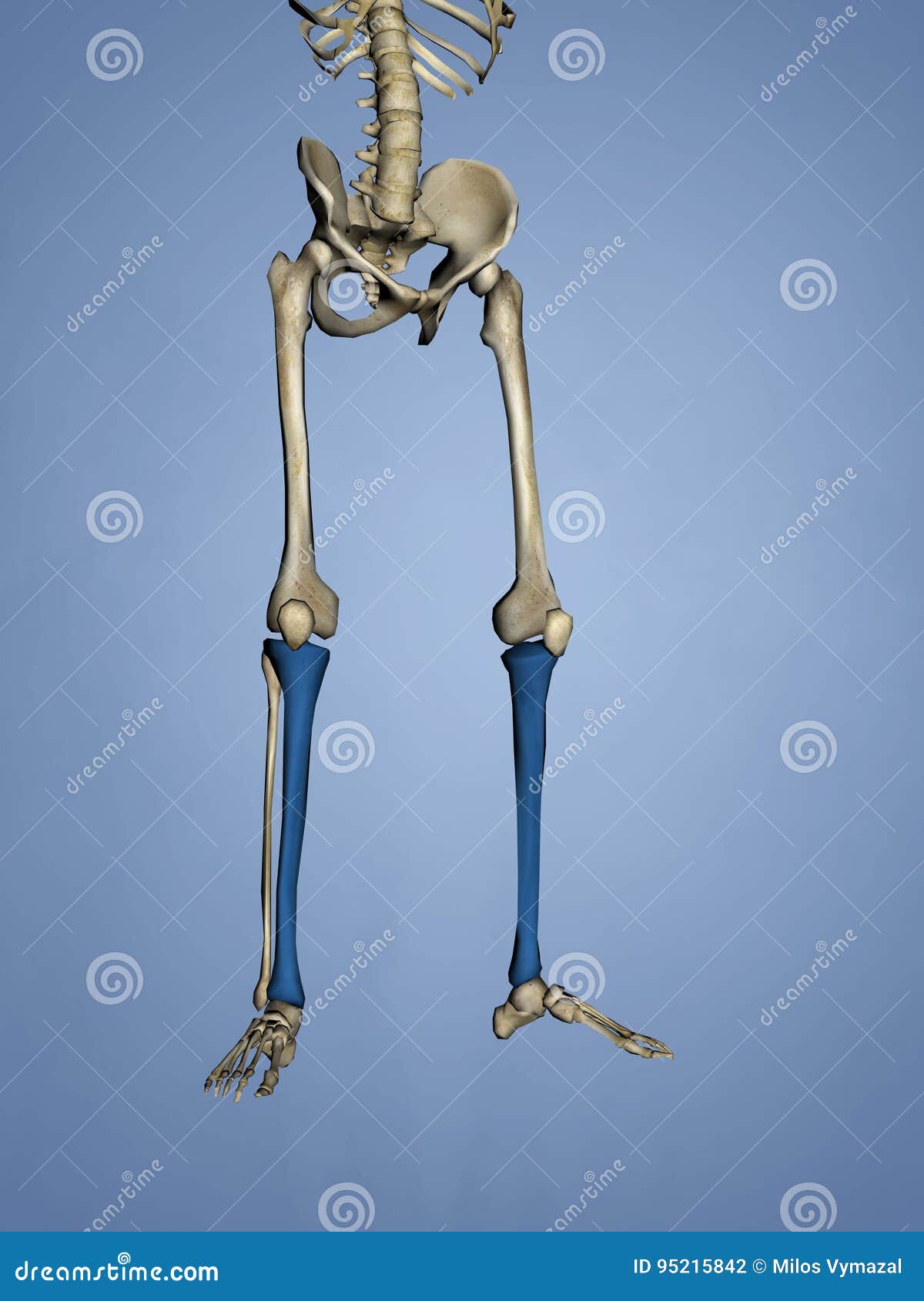 Tibia, 3D Model stock illustration. Illustration of skull - 95215842