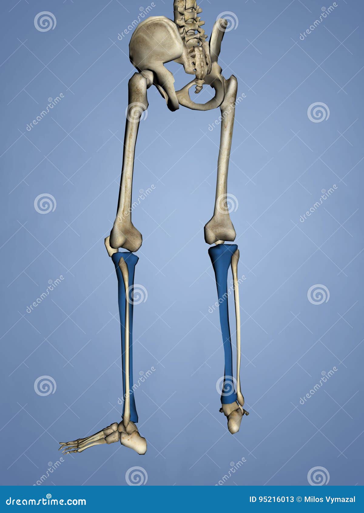 Tibia, 3D Model Stock Photo | CartoonDealer.com #95215842