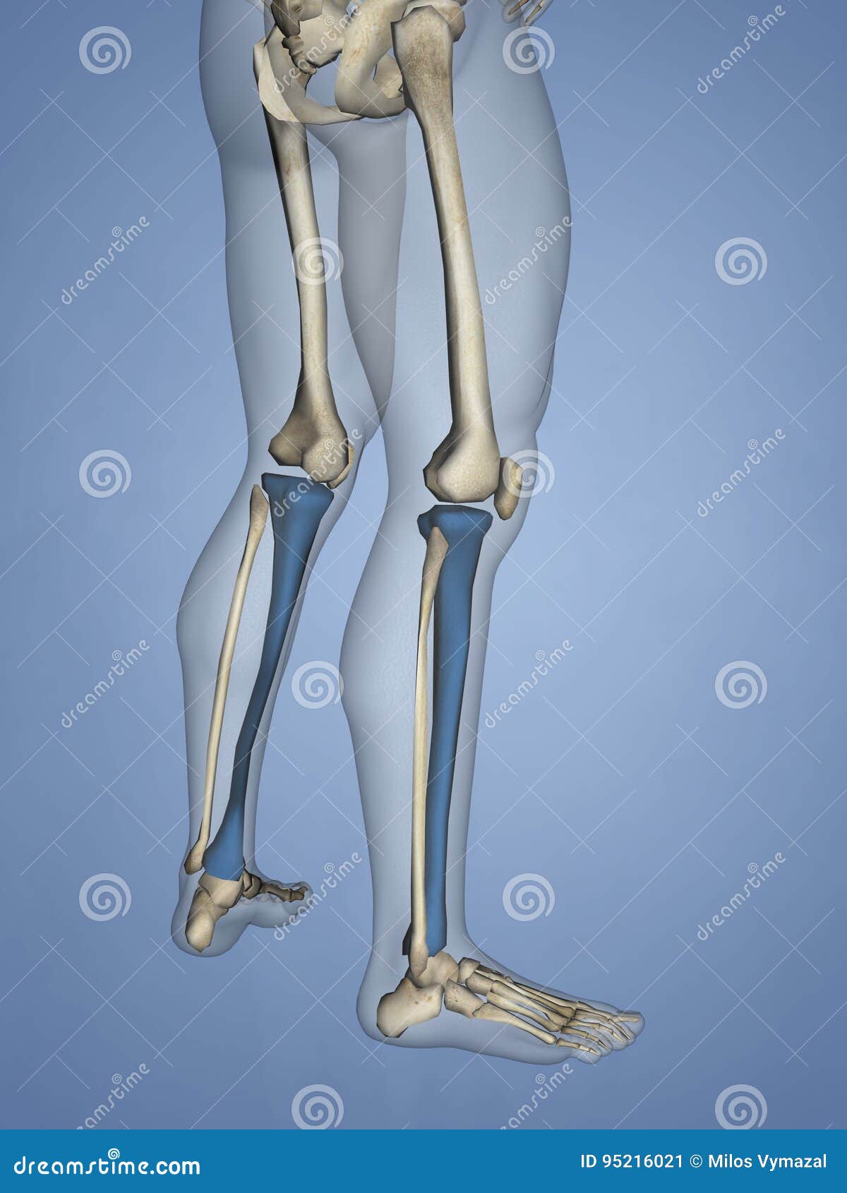 Tibia, 3D Model stock illustration. Illustration of bones - 95216021