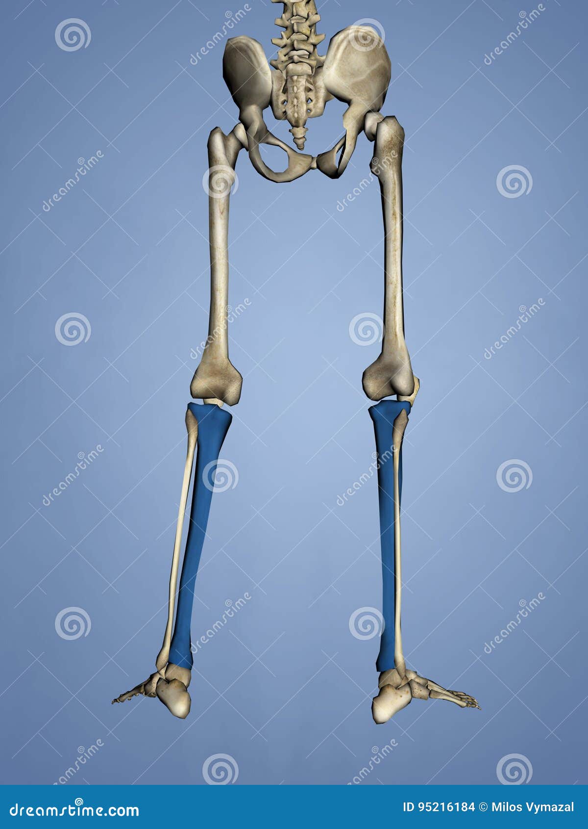 Tibia, 3D Model stock illustration. Illustration of skeleton - 95216184
