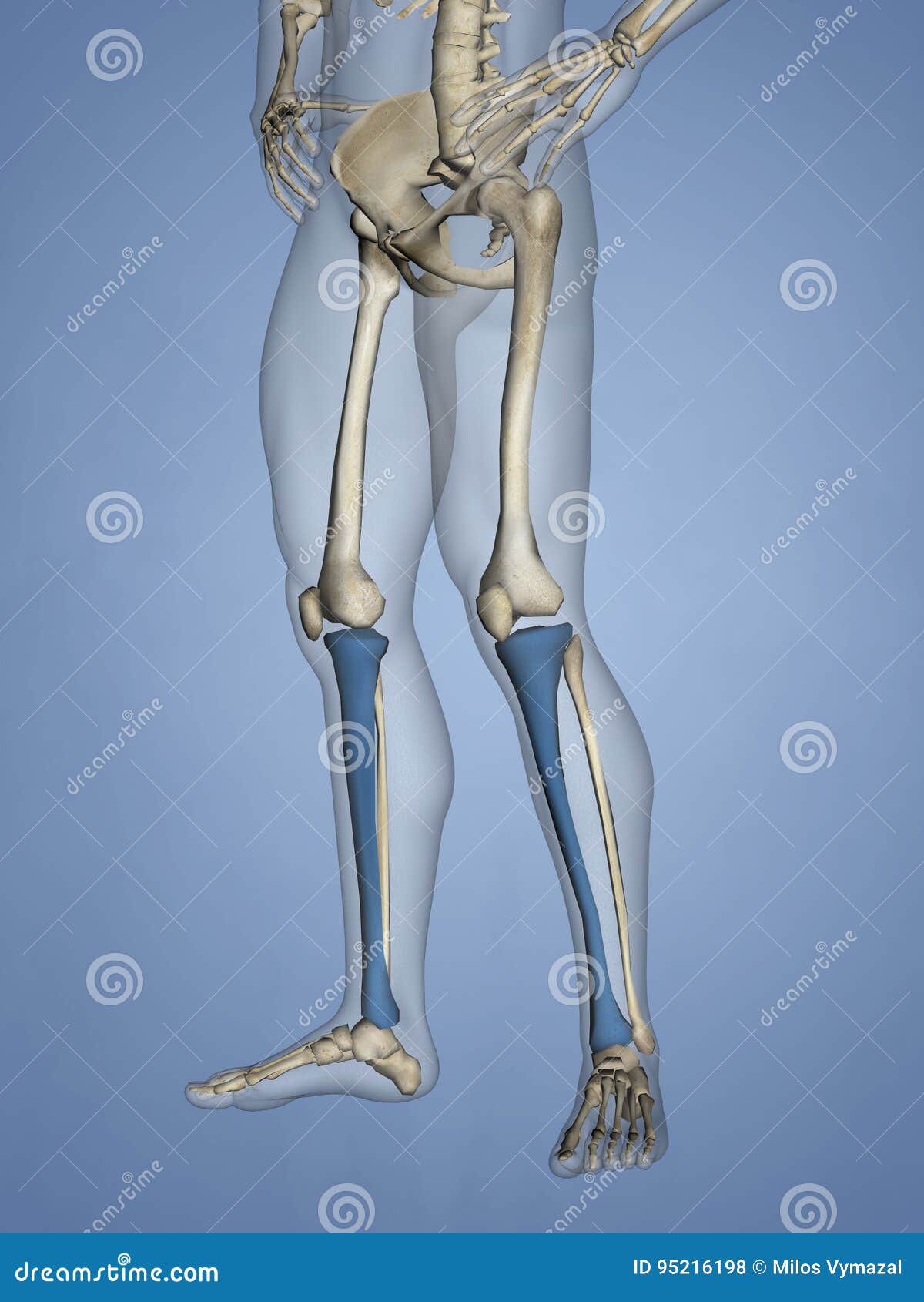 Tibia, 3D Model stock illustration. Illustration of skeleton - 95216198