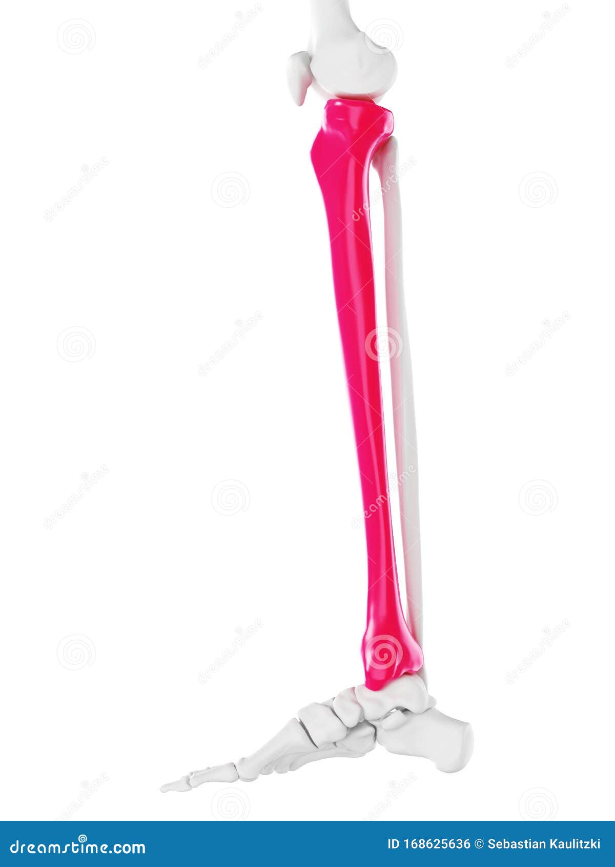 The tibia stock illustration. Illustration of rendered - 168625636