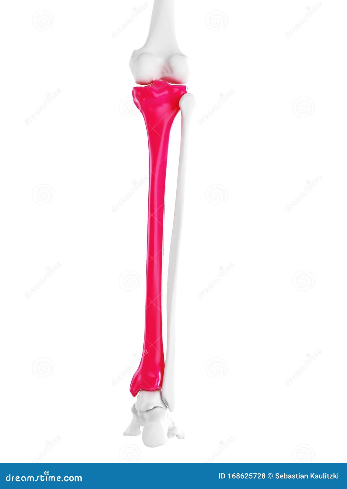 The Tibia Royalty-Free Cartoon | CartoonDealer.com #101266421