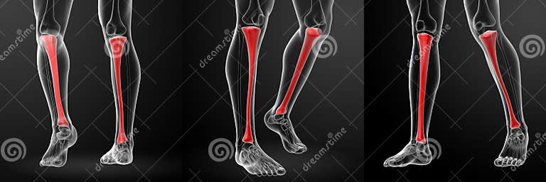 Tibia stock illustration. Illustration of medicine, foot - 82856416