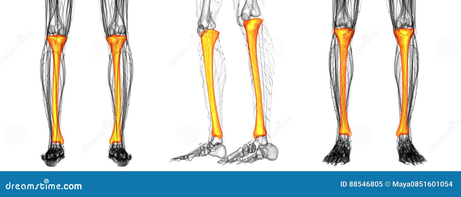 Tibia stock illustration. Illustration of head, skeleton - 88546805