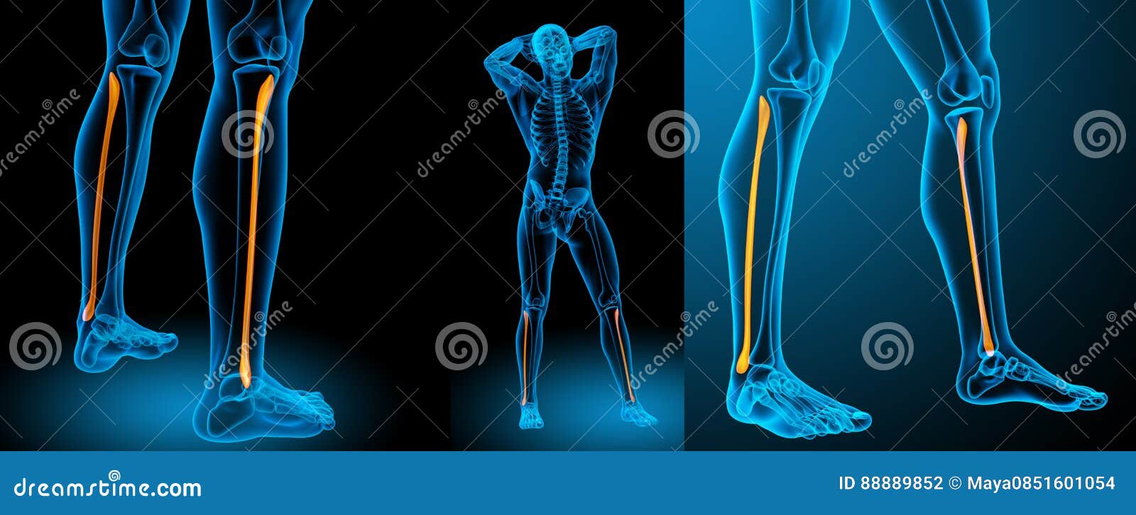 Tibia Royalty-Free Cartoon | CartoonDealer.com #88889852